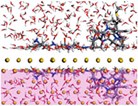 Biomineralization Studies Aim To Replicate Natural Processes